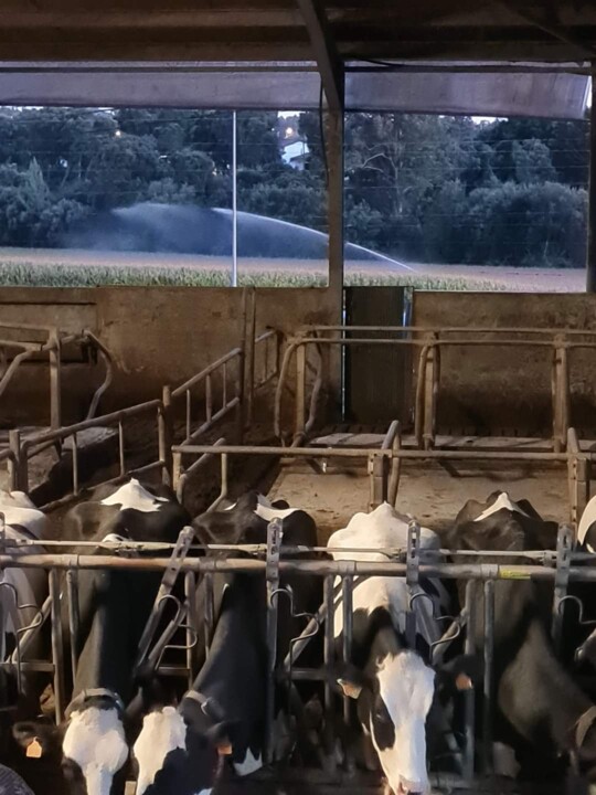 Água, rega e seca - Carlos Neves Agricultor