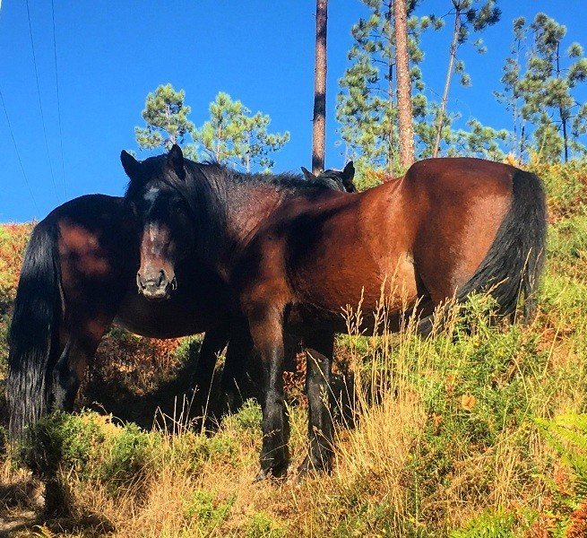 CAVALO GARRANO É RAÇA AUTÓCTONE DO MINHO QUE URGE PRESERVAR! – FOTOS DE ...