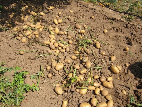 Batata Agria - Diário da Horta