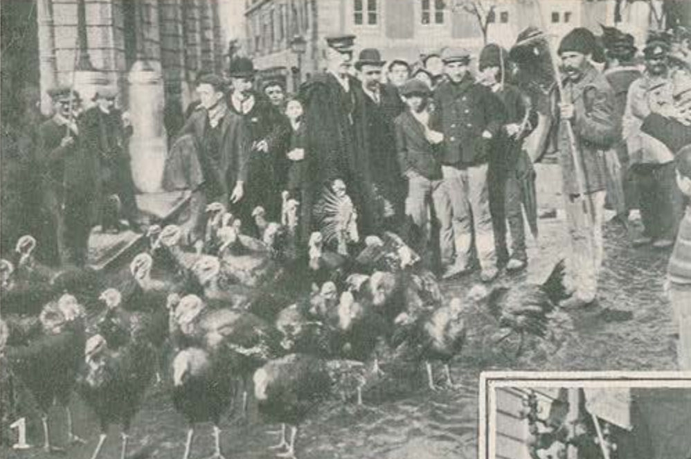 Instantâneos (110): a ave que não veio do Peru, mas vai para o forno ...