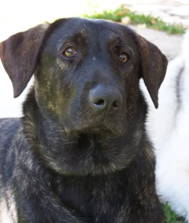 QUEM OFERECE UM CÃO "CASTRO LABOREIRO" AO PRESIDENTE DA REPÚBLICA ...